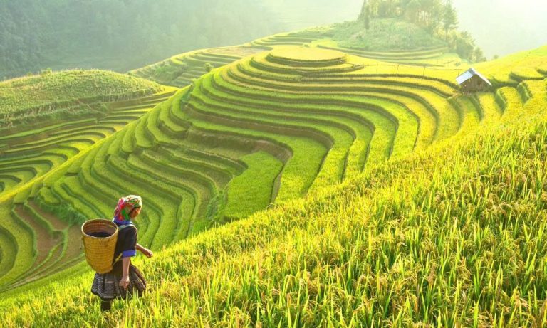 Best Time to Visit Sapa for Rice Terraces